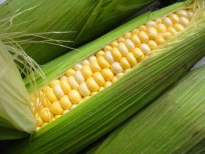 Sweet corn: TOP 50 best varieties with description and cultivation with ...