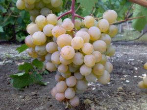 Muscat grapes: description of varieties and their characteristics ...