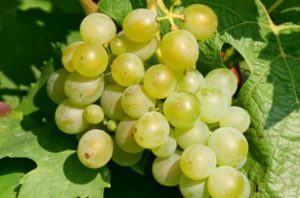 Muscat grapes: description of varieties and their characteristics ...