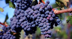 Uvas Merlot: descripción y características de la variedad, ventajas y ...