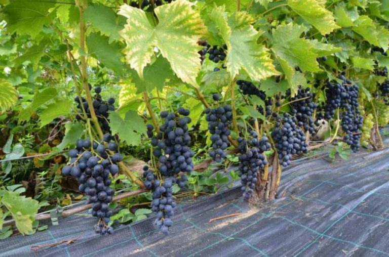 Muscat grapes: description of varieties and their characteristics ...