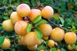 Yellow plum: description of the best varieties, planting, growing and ...