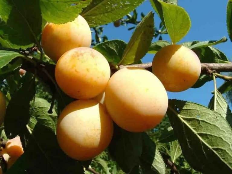 Yellow plum: description of the best varieties, planting, growing and ...