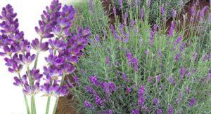 Lavanda: variedades e espécies, 20 melhores com descrições e ...