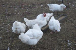 Broiler Cobb 500: description, table of breed weight by day, growing at ...