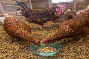 Antibiotics for chickens: a list of the TOP 16 best drugs, how to use ...