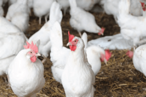 Lohman White: description of the breed of chickens and characteristics ...
