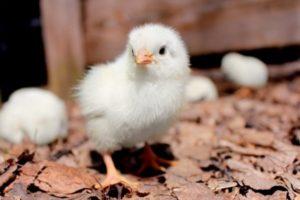 Lohman White: description of the breed of chickens and characteristics ...