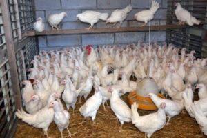 Lohman White: description of the breed of chickens and characteristics ...
