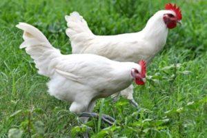 Lohman White: description of the breed of chickens and characteristics ...