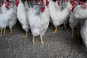 Lohman White: description of the breed of chickens and characteristics ...