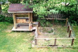 Lohman White: description of the breed of chickens and characteristics ...