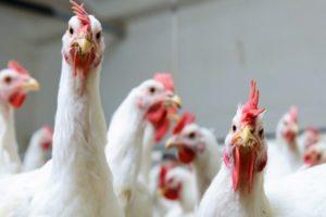 Lohman White: description of the breed of chickens and characteristics ...