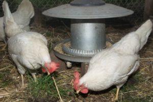 Lohman White: description of the breed of chickens and characteristics ...