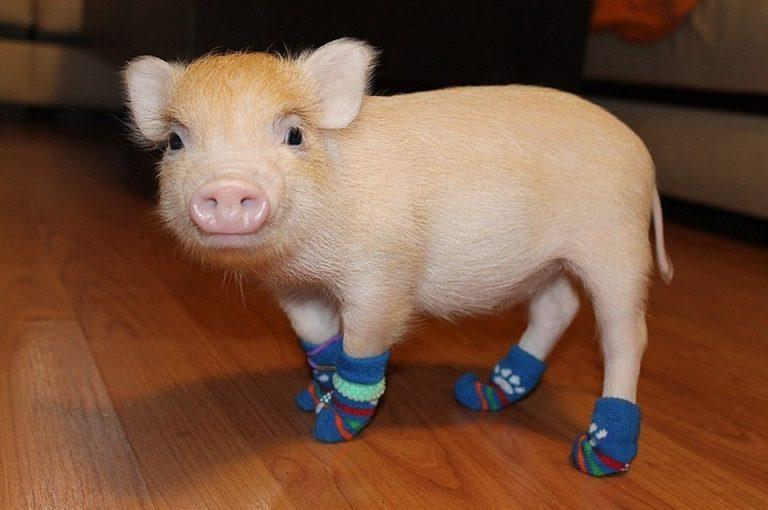 Świnki miniaturowe: opis ras, długość życia, warunki życia w domu