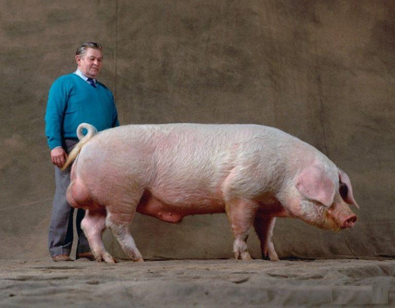 Pig breed Landrace: description and characteristics, breeding and ...