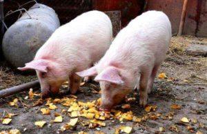 Pig breed Landrace: description and characteristics, breeding and ...