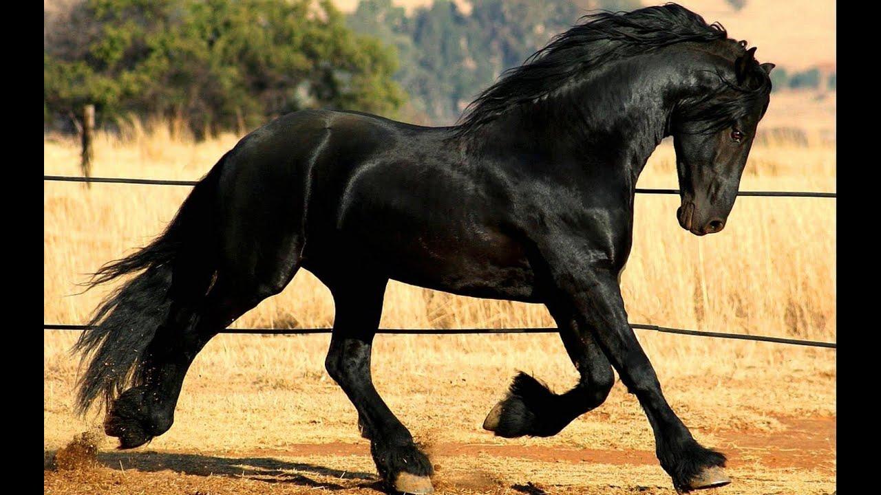 Cuánto cuesta un caballo: precio medio y razas más caras, caballos récord