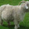 Cabra de angora: descripción y lugar de nacimiento de la raza ...