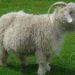 Cabra de angora: descripción y lugar de nacimiento de la raza ...