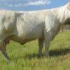 Raza Charolais: descripción y características, características del contenido y enfermedad.