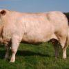 Raza Charolais: descripción y características, características del contenido y enfermedad.