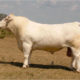 Raza Charolais: descripción y características, características del contenido y enfermedad.