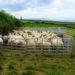 How to graze sheep: rules and norms of sheep per hectare, how much ...