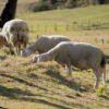 How to graze sheep: rules and norms of sheep per hectare, how much ...