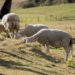 How to graze sheep: rules and norms of sheep per hectare, how much ...