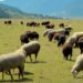 How to graze sheep: rules and norms of sheep per hectare, how much ...
