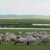 How to graze sheep: rules and norms of sheep per hectare, how much ...