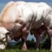 Vaca azul belga: descripción y características de la raza, contenido.