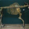 Sheep skeleton: anatomy of limbs and mechanics of movements, how many ribs