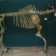 Sheep skeleton: anatomy of limbs and mechanics of movements, how many ribs