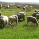 How to graze sheep: rules and norms of sheep per hectare, how much ...
