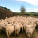 How to graze sheep: rules and norms of sheep per hectare, how much ...