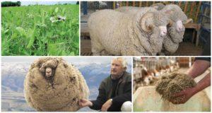 Ovinos Merino: características da raça, quem procria e pelo que é ...