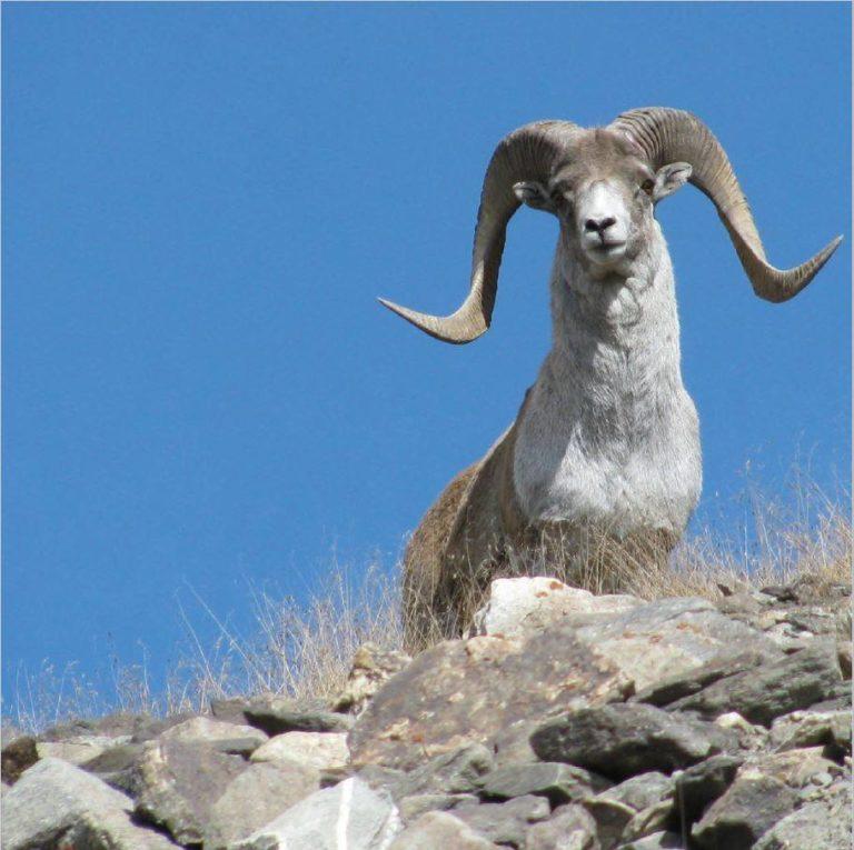 The ancestor of the sheep: from which animals originated, who are the ...