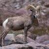 What a ram looks like: description and where cloven-hoofed animals live ...