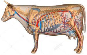 Cow skeleton: anatomy and structure diagram, names of bones and systems ...