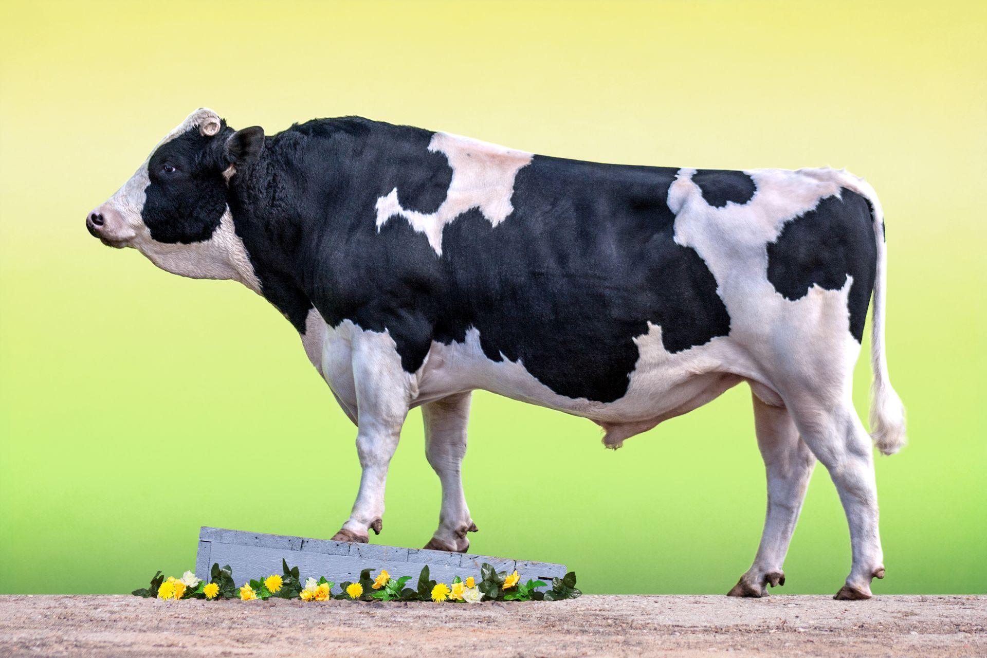 Cuánto pesa una vaca: indicadores promedio y máximo en kilogramos