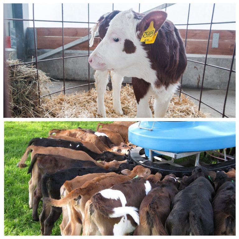 How much does a calf weigh: table of average weight by months from birth