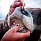 Cow teeth: anatomy of the cattle jaw structure, formula and layout