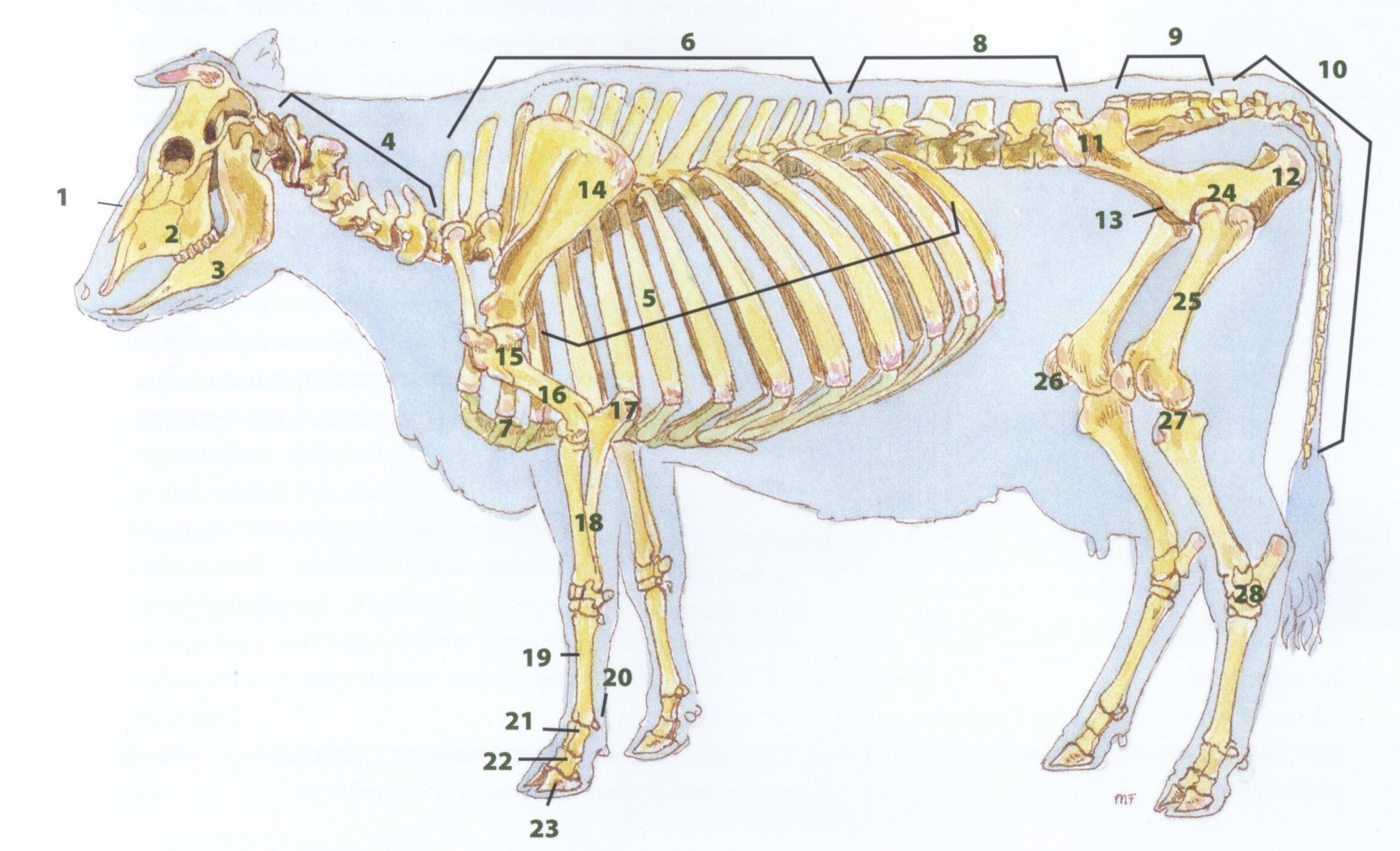 Koeskelet: anatomie en structuurdiagram, namen van botten en systemen ...