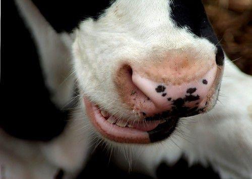 Why a cow is drooling: reasons and what to do if foam comes out of the ...