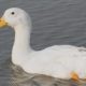 Cherry Valley ducks: breed description and characteristics, growing and ...